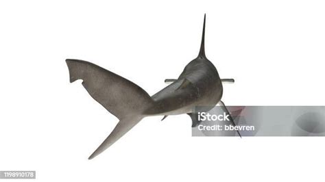해머 헤드 상어 는 꼬리 3d 렌더링에서 흰색 배경 컷 아웃 준비 다시보기에 격리 상어상목에 대한 스톡 사진 및 기타 이미지 상어상목 후면 흰색 배경 Istock