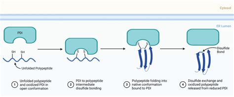 Disulfide Bond Engineering
