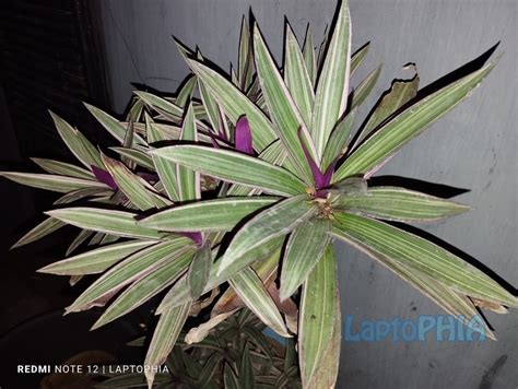 Review Xiaomi Redmi Note Layar Amoled Hz Termurah Baterai Awet Laptophia