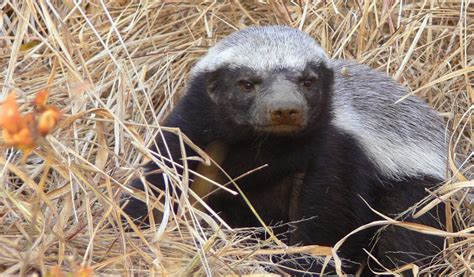 Ratel Honey Badger Facts Diet And Habitat Information