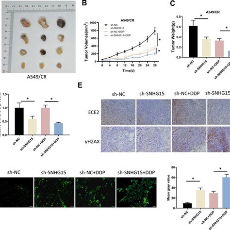 Snhg15 Enhances Ddp Resistance In Luad Mouse Model A Size Of Tumors In Download Scientific