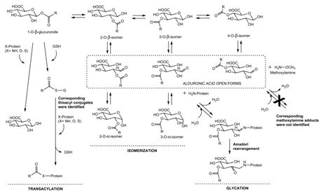 New Perspectives On Acyl Glucuronide Risk Assessment In Drug Discovery
