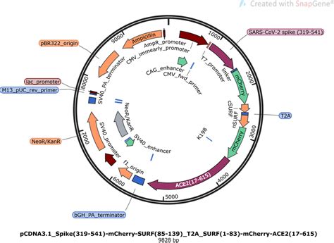 Addgene Pcdna3 1 Spikerbd ∆ace2 Surf