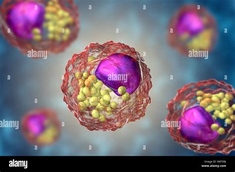 macrophage foam cell illustration foam cells are macrophage cells