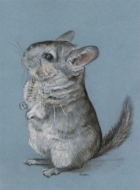 Pin On Chinchilla Chinchilla Pet Animal Drawings Chinchilla