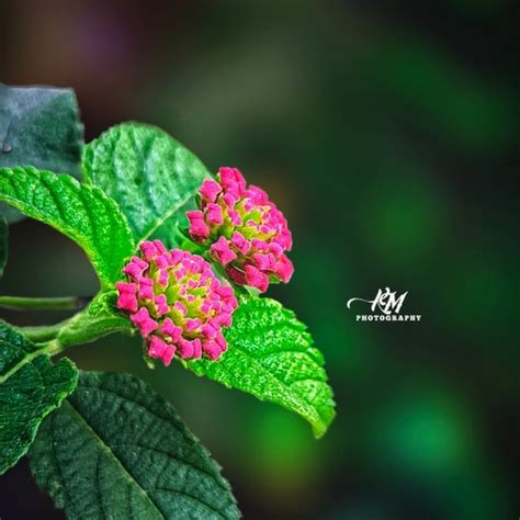 গ্রামের বাড়ি Youtube