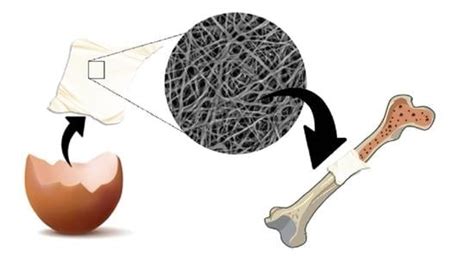 Eggshell Membrane As A Biomaterial For Bone Regeneration