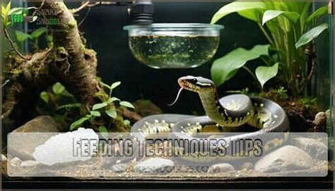 Ball Python Feeding Guide Frozen Complete Care And Safety Tips