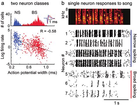 4 Auditory Cortex Neurons Cluster Into Two Major Types Based On Action
