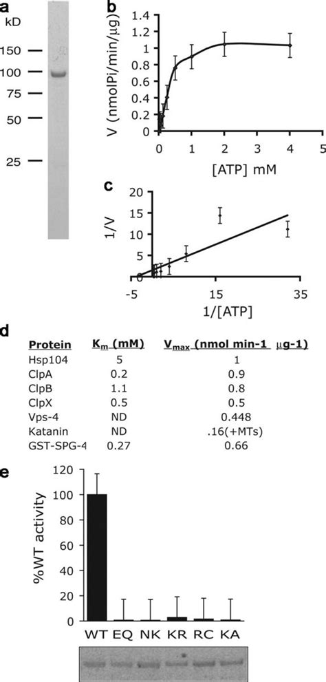 Analysis Of Recombinant Spastin A 4 μg Wt Gst Spastin Was