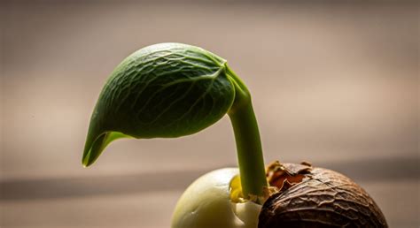 Basic Needs Approach → Term