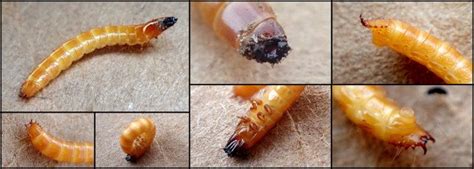 What Kills Wireworms