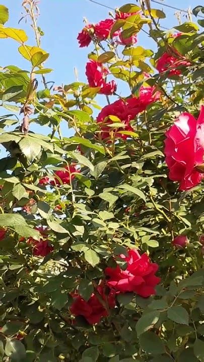 김용빈 열아홉순정 Youtube