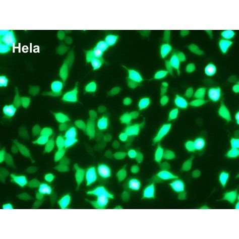 Oz Biosciences Polymag Transfection Reagent For Sale Gaia Science