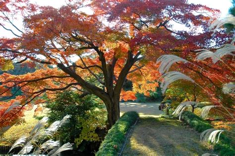 “რიკუგიენის ბაღი” Genia Ge