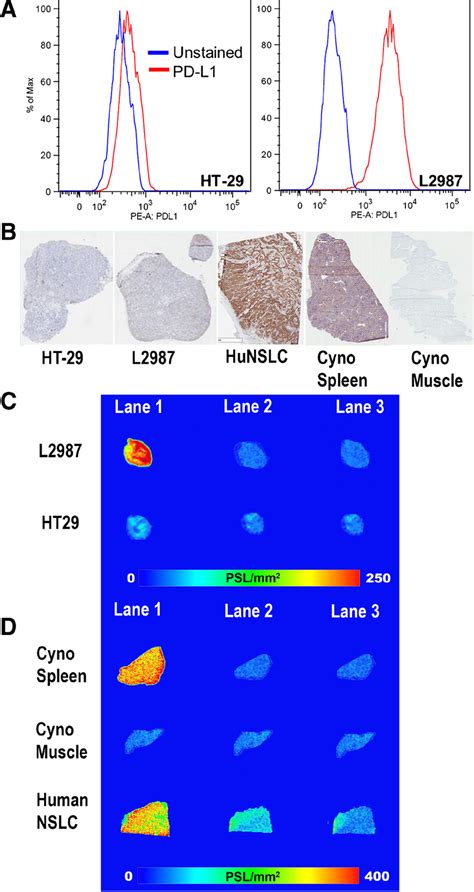 A Facs Analysis Of Ht 29 And L2987 Cells B Anti Pd L1 Ihc Staining Of