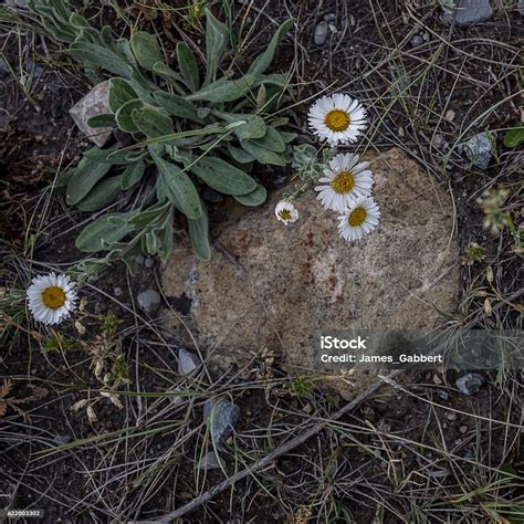록키 마운틴 와일드플라워 스노우 벼룩 에리게론 휴릴리스 0명에 대한 스톡 사진 및 기타 이미지 0명 꽃 나무 꽃 식물 Istock