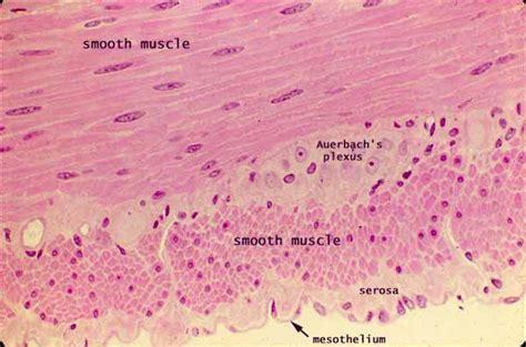 Myenteric Plexus Histology Auerbachs Plexus Colon Light Microg