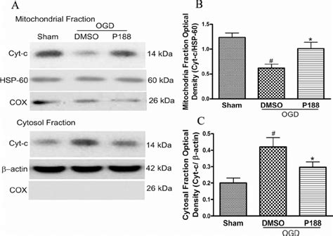 Ogd Induced Release Of Cytochrome C Cyt C From Mitochondria To
