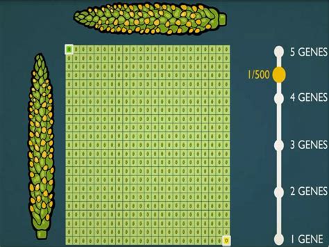 Maize Evolution Pptx