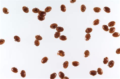 Parasites Bee Health Collective