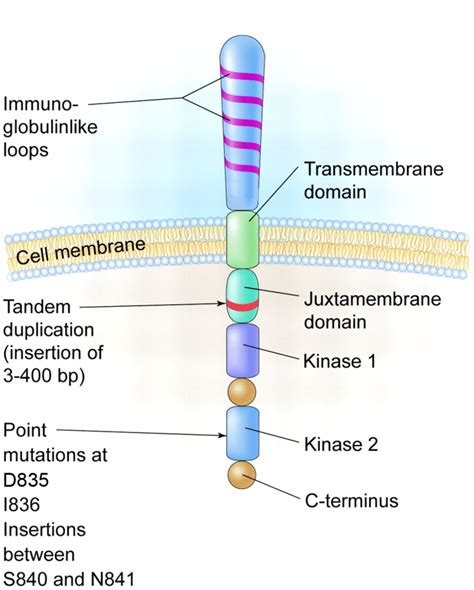 2 Domain Structure Of Flt3 Modified From Litzow 2005 Download