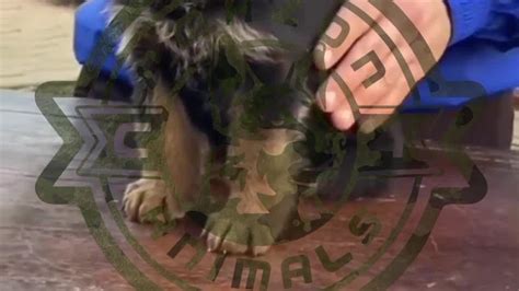 سگ ژرمن شولاین اصیل توله ژرمن نماشا