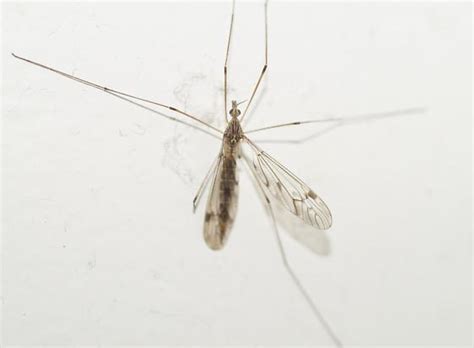 Crane Bugguide