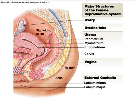 Female Reproductive Organs Diagram Quizlet