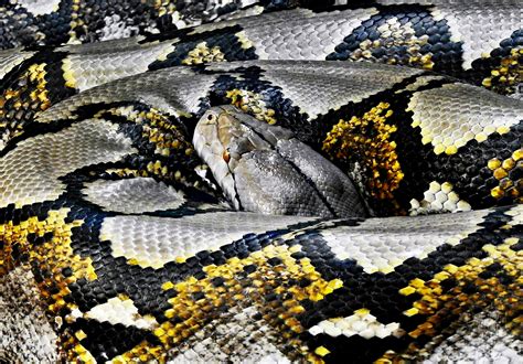 how well do you know python