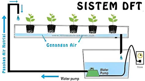 Deep Flow Technique Dft Panduan Lengkap Untuk Hidroponik Nabil Zaydan