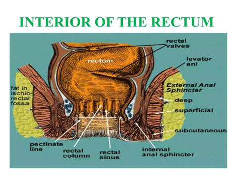 Anatomy Of Rectumpptx