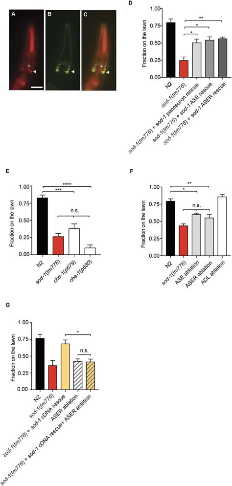 Sod 1 Functions In The Aser Neuron To Delay P Aeruginosa Avoidance