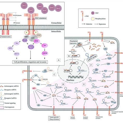 Schematic Of Hgf C Met Signaling And Lncrna Mirna C Met Interaction