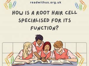 How Is A Root Hair Cell Specialised For Its Function Read With Us