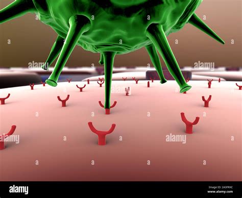 Virus Replication In The Cell Virus Replication In The Liver Cell