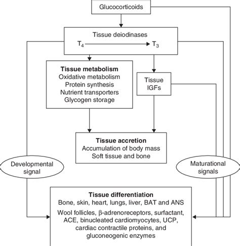 Schematic Diagram Showing The Role Of The Thyroid Hormones In The