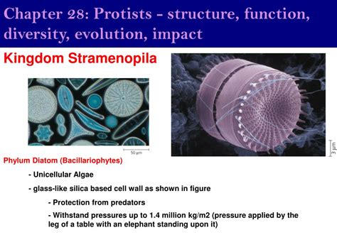 PPT Chapter 28 Protists Structure Function Diversity Evolution Impact PowerPoint