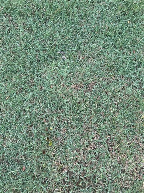 Bermuda Grass Common Or Hybrid Cynodon Dactylon Common Or Cynodon