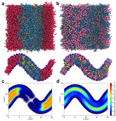 curvature influences lateral segregation of phase separated ternary