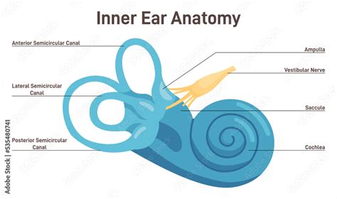 Inner Ear Anatomy Labyrinth
