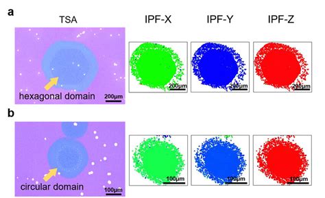 Fig S11 Optical Image And Ebsd Mapping Of 2h Mote2 After Tsa By Using