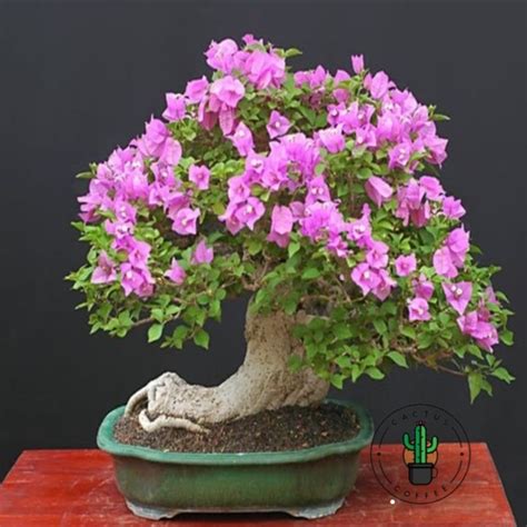 Jual Tanaman Hias Bugenvil Bunga Tanaman Hidup Bunga Bugenvil Pohon