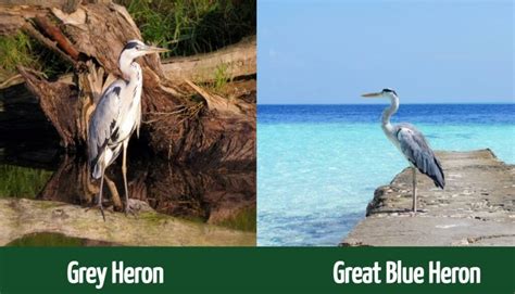 Grey Heron Vs Great Blue Heron How To Tell The Difference Optics Mag