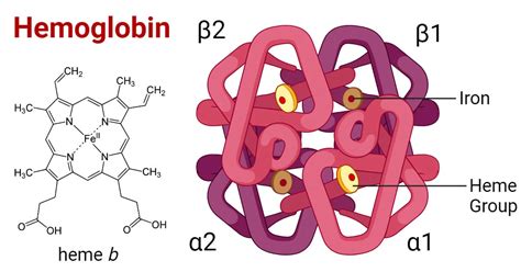 Hemoglobin Structure Types Functions Diseases Notes Bioteck Ink