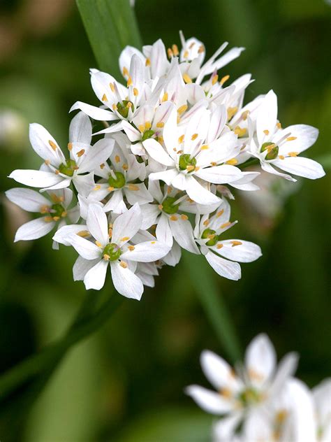 Allium Cowanii Buy Top Quality Allium Bulbs Online At