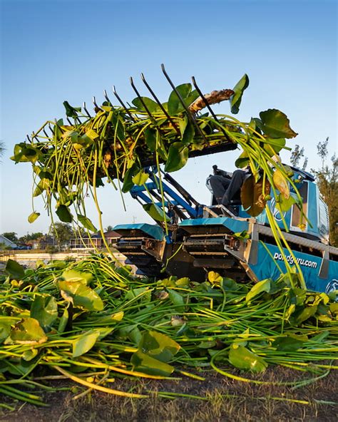 Nutrient Overloading Impact On Lake Water Quality Pondguru