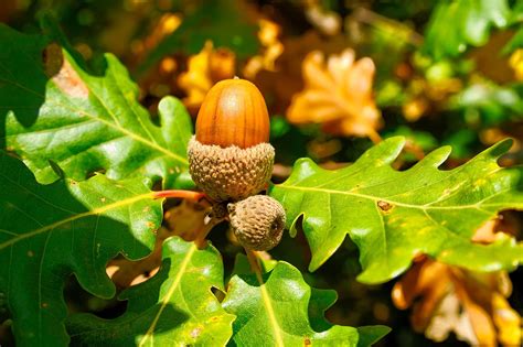 800 Free Acorn And Nature Photos Pixabay