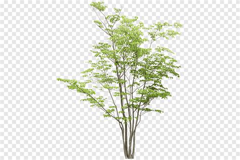 Tree Rendering Adobe Shop Elements Tree Branch Plant Stem Png PNGEgg