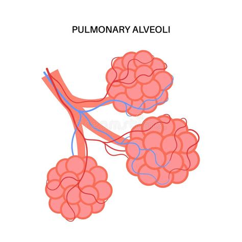 人呼吸系统 向量例证 插画 包括有 血丝 带状闪长岩 小窝 医学 绘制 传记 设计 医疗 262767183